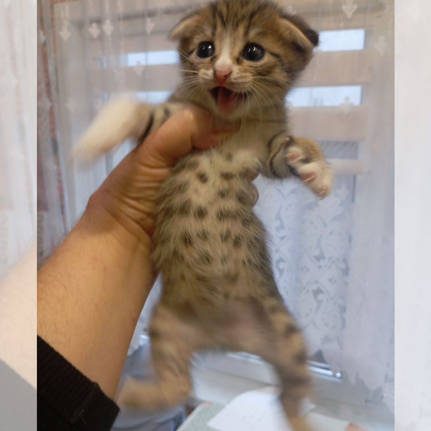 Шотландский вислоухий короткошёрстный котёнок