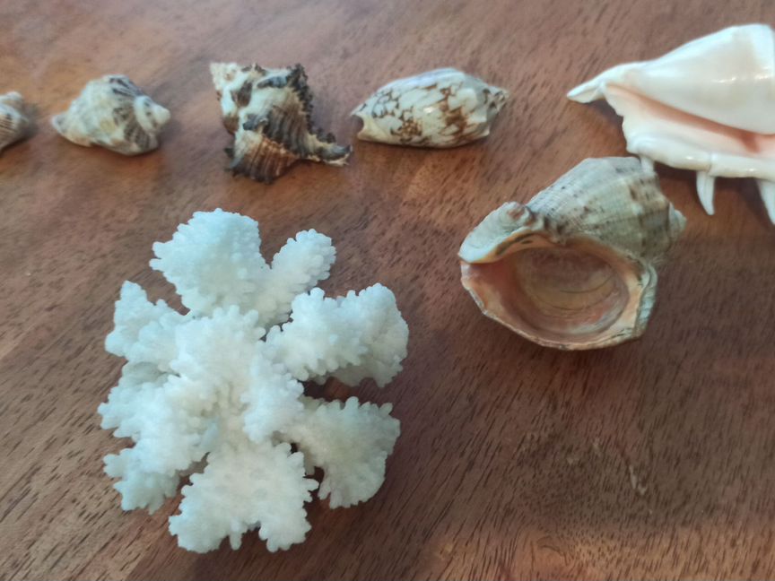 Морские ракушки