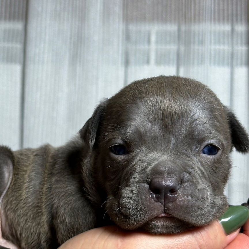 Американский булли