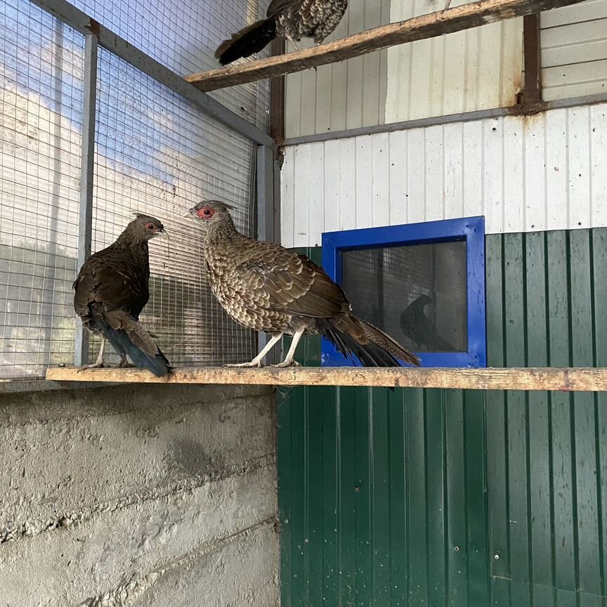 Непальский фазан