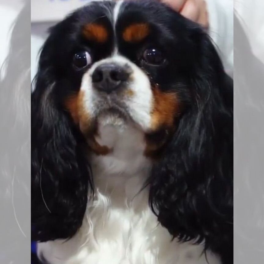 Кавалер кинг-чарльз-спаниель, щенок