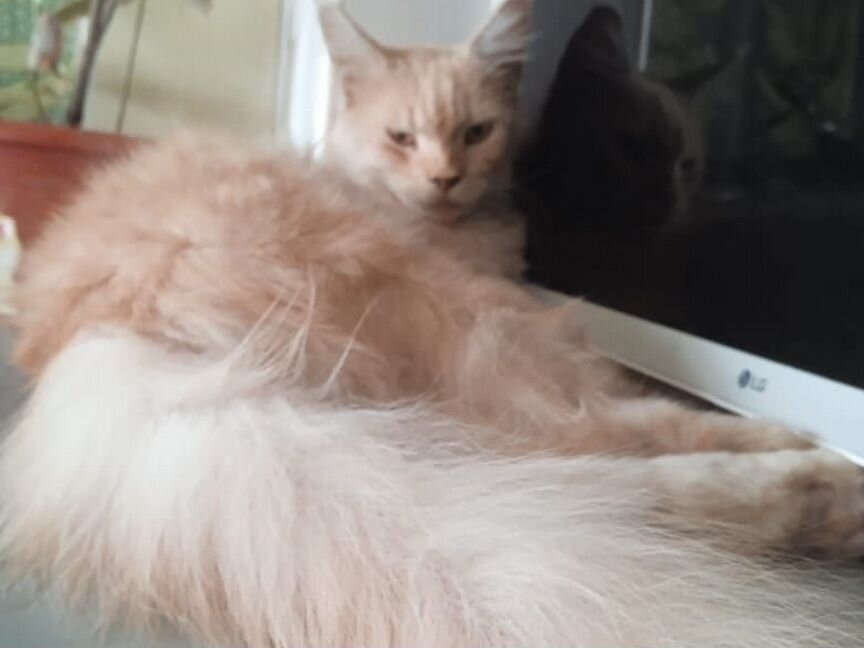 Породистые большие кошки