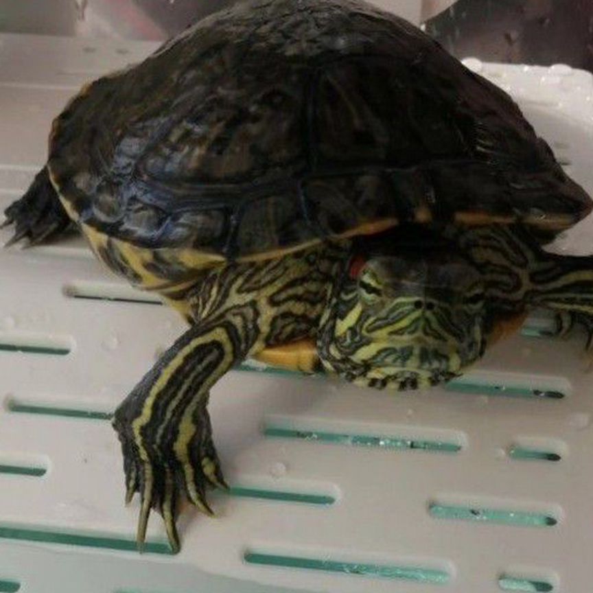 Мостик для черепашки