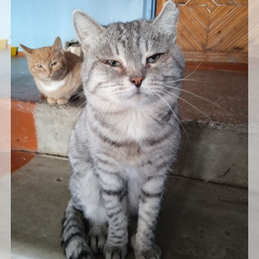 Кот Степан