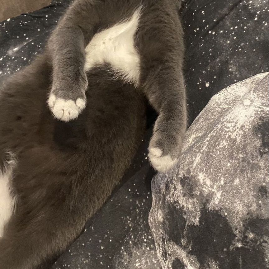 Чудесный кот