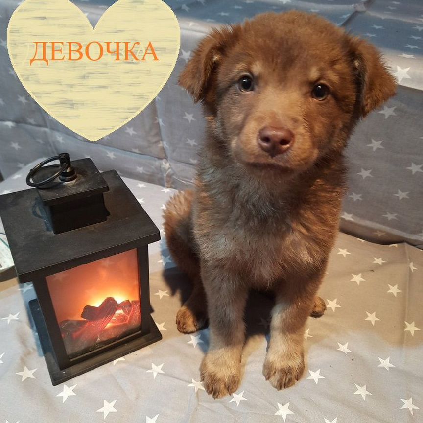 Четыре дочки и лапочка сынок