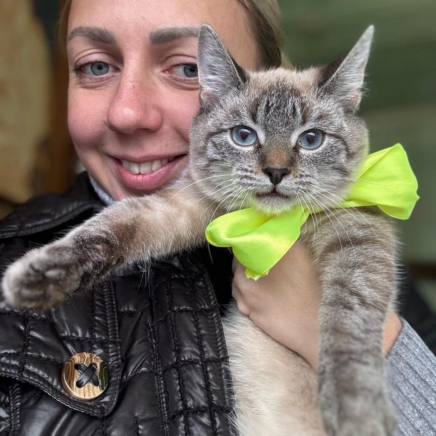 Кот в добрые руки