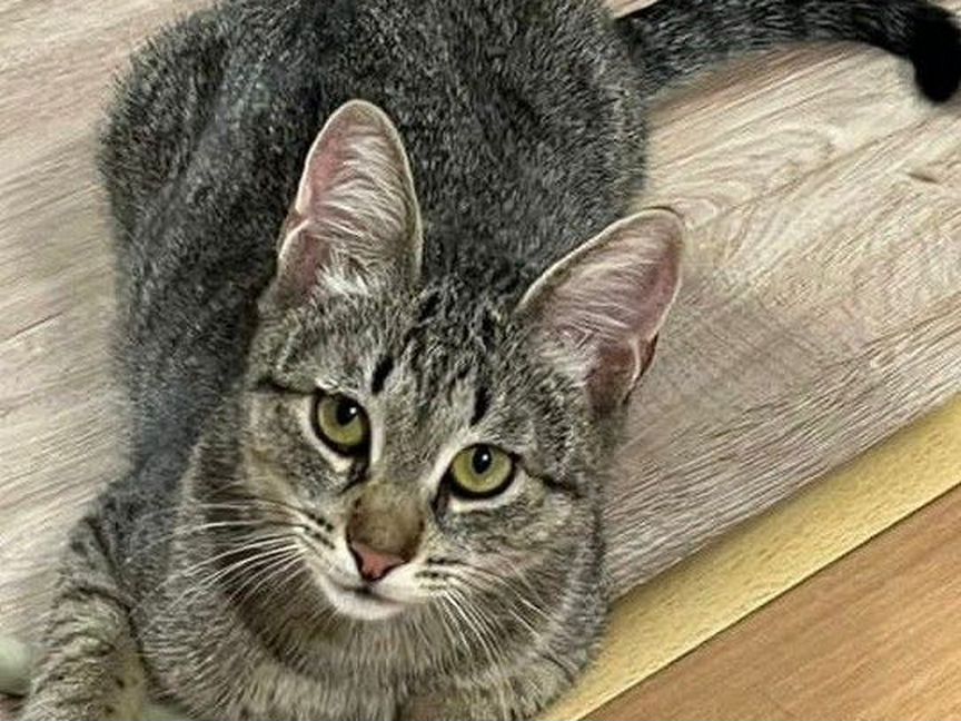 Котенок Стеша ищет дом