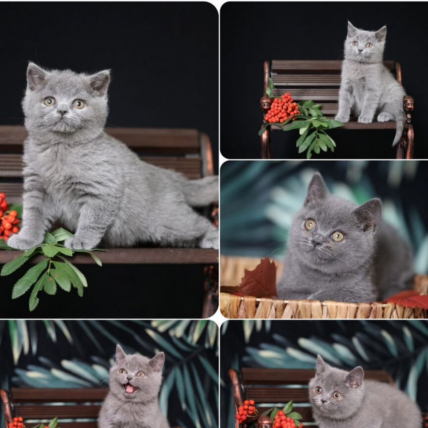 Бриташки. Котята. Питомник