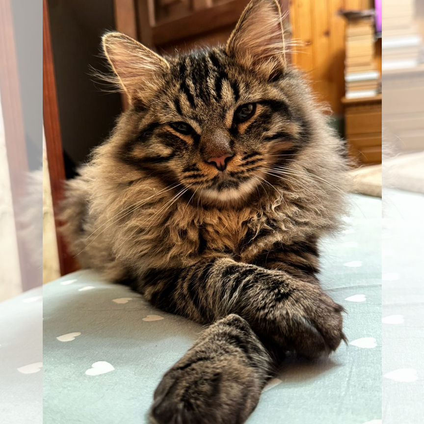 Котенок курильский бобтейл