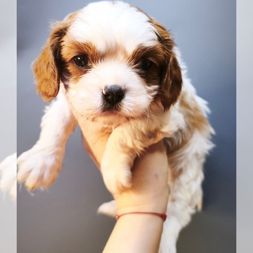 Кавалер кинг-чарльз-спаниель, щенок