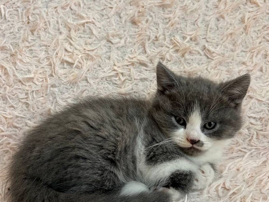 Остался мальчик биколор и белая девочка