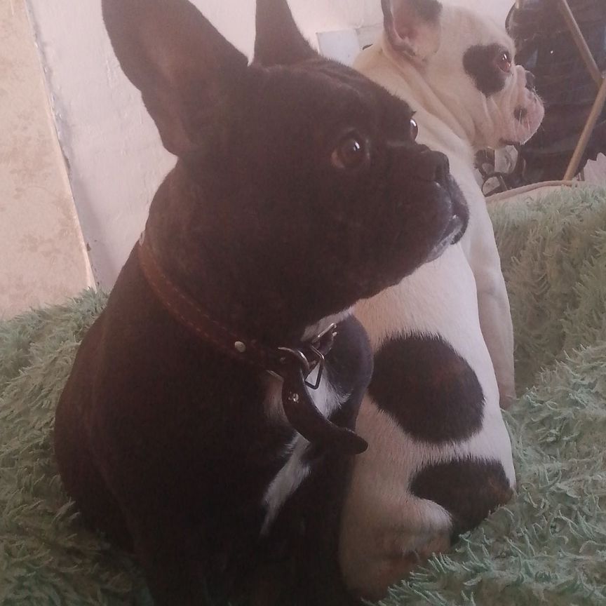 Французский бульдог, взрослая собака