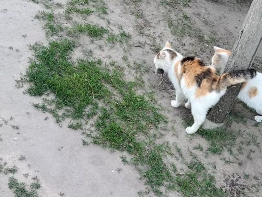 Отдам в добрые руки кошек (мышеловки-крыселовки)