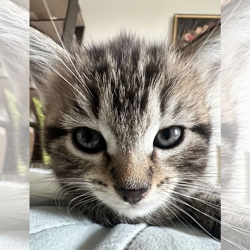 Котята 1,5 месяца