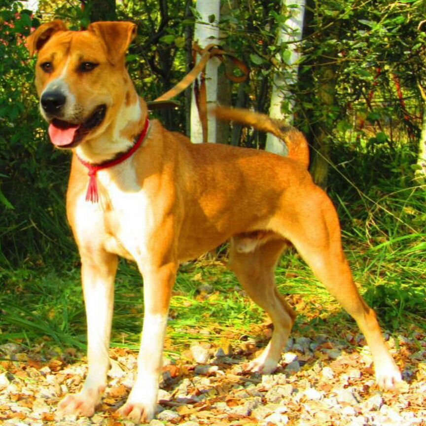 Собака в добрые руки