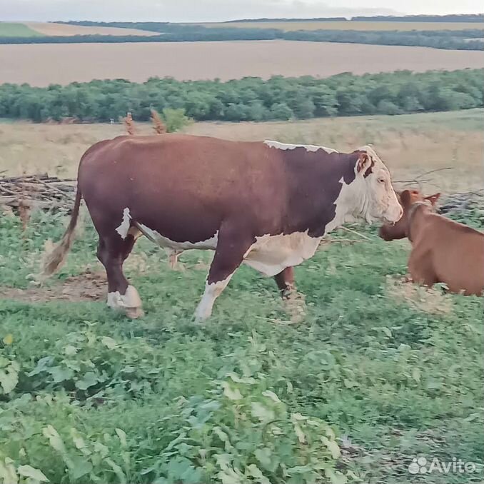 Быки на племя