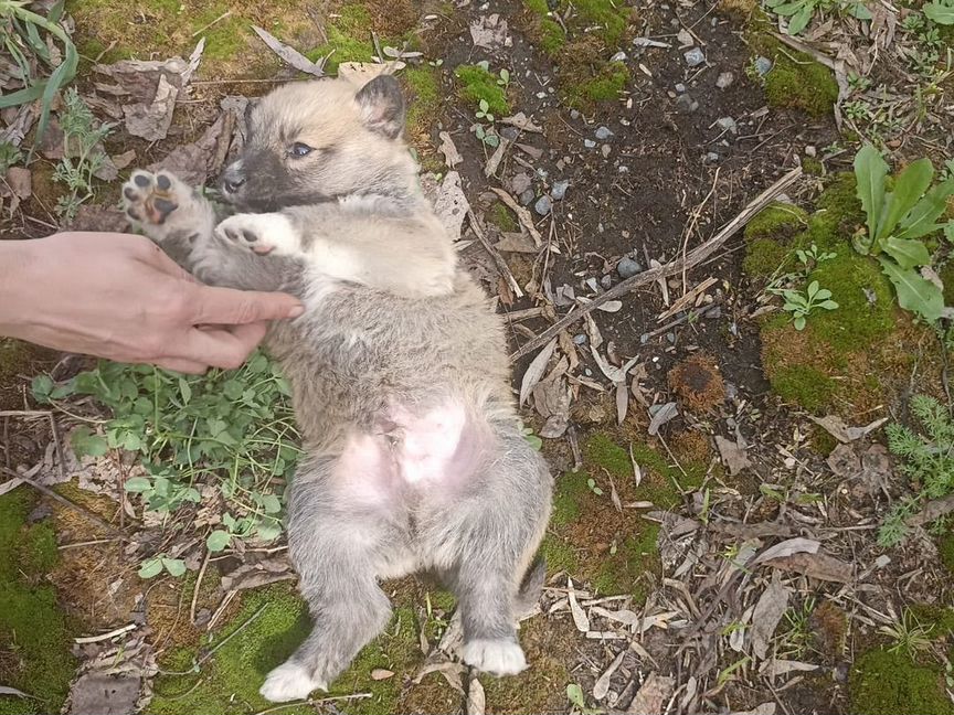 Щенки. Возвраст 1 месяц
