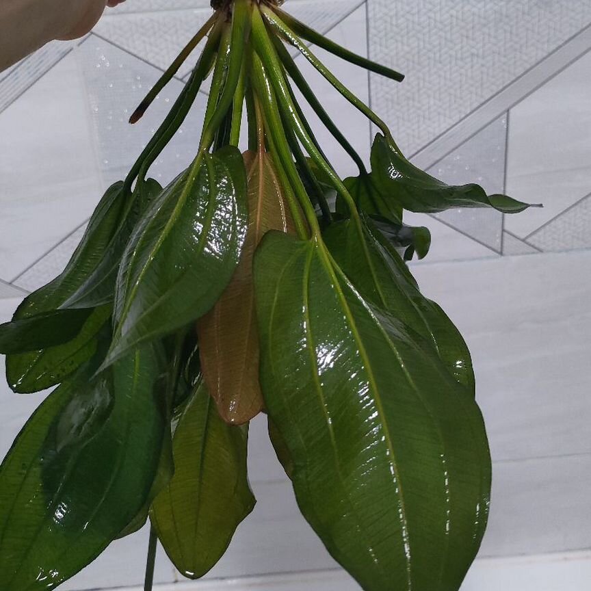 Эхинодорус медведь, Ред