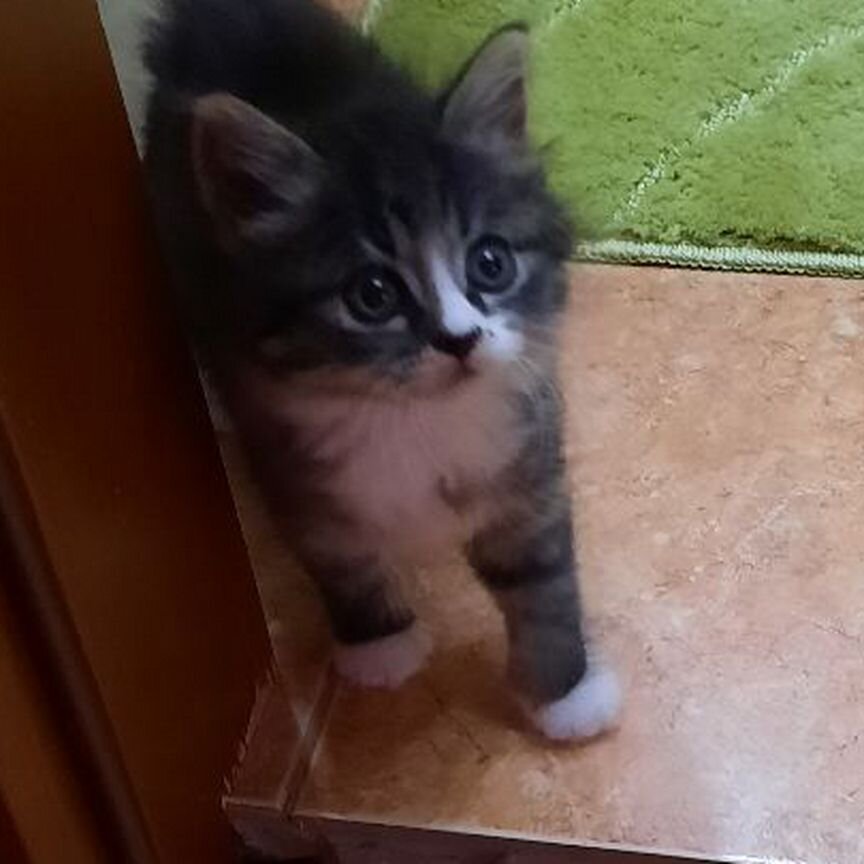 Котонок