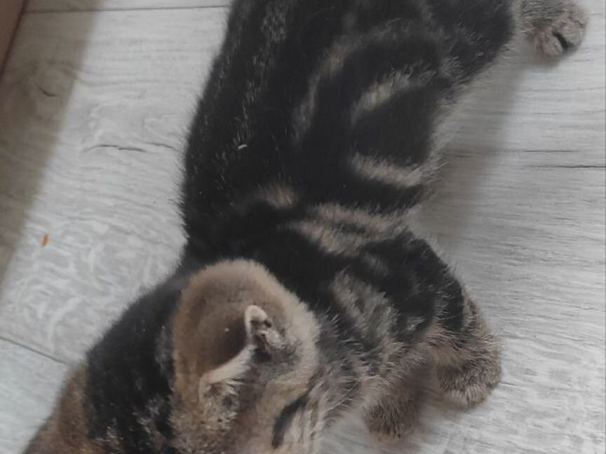 Кошки