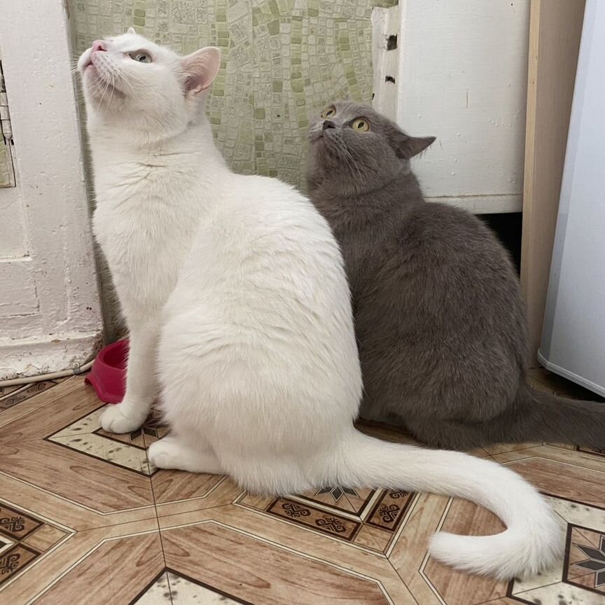 Взрослая, Девочка кошка в добрые руки