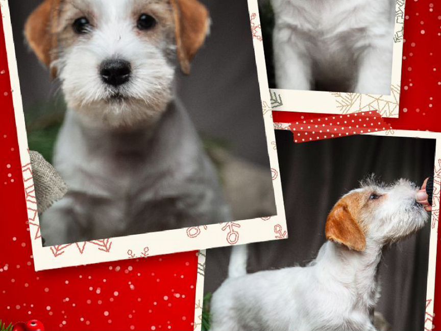 Джек Рассел шикарная девочка с документами РКФ