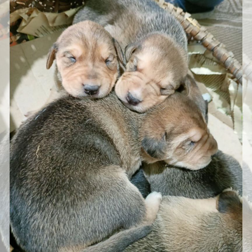 Русская гончая, щенок