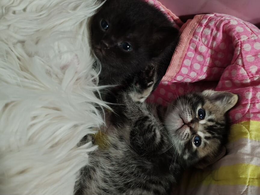 Котятки