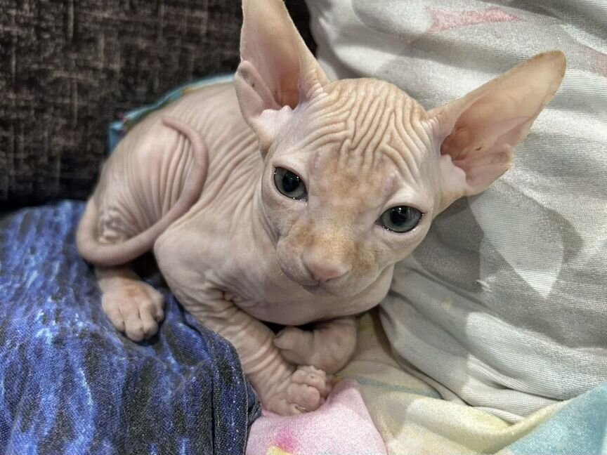 Канадский сфинкс котенок
