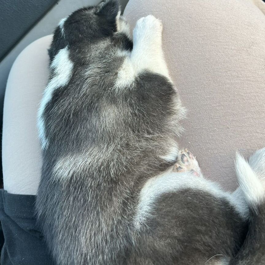 Щенки хаски