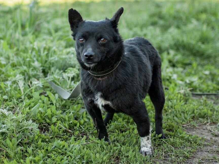 Маленькая собака