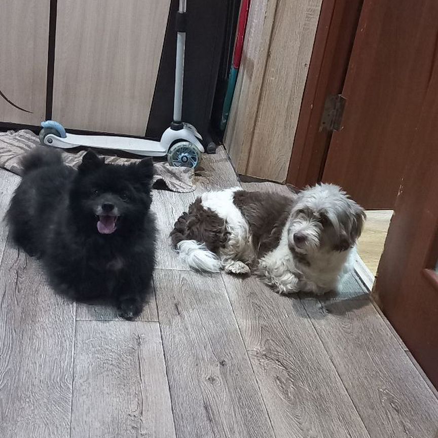 Собака в добрые руки отдам бесплатно