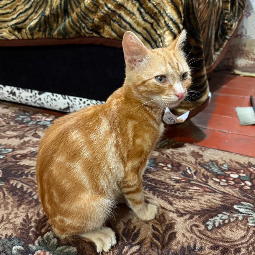 Рыжий котенок