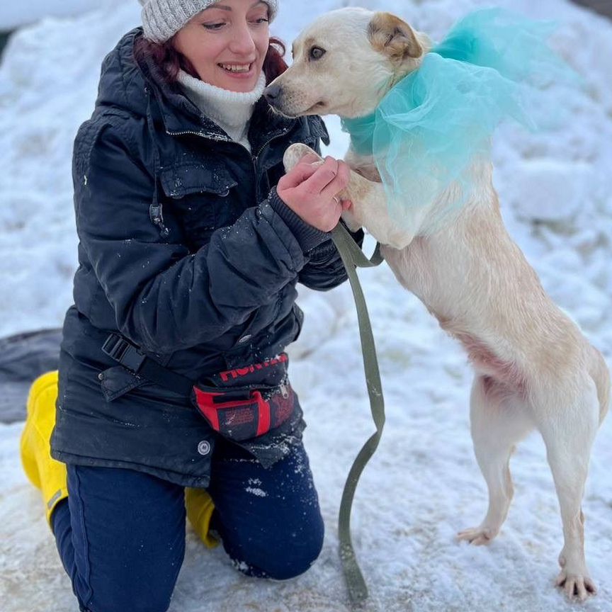 Взрослая собака в добрые руки