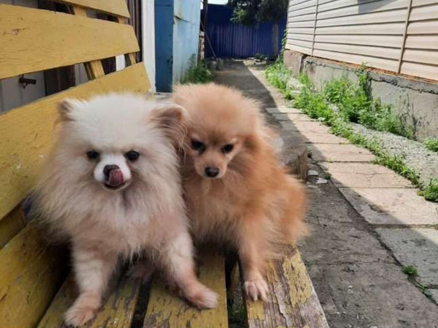 Померанские шпицы, продам, обмен