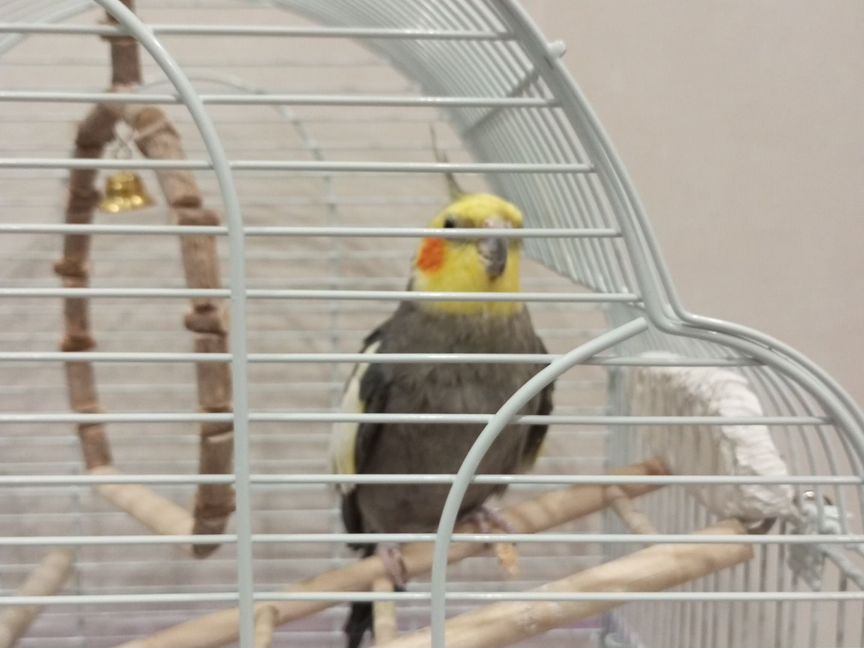 Попугай Карэла