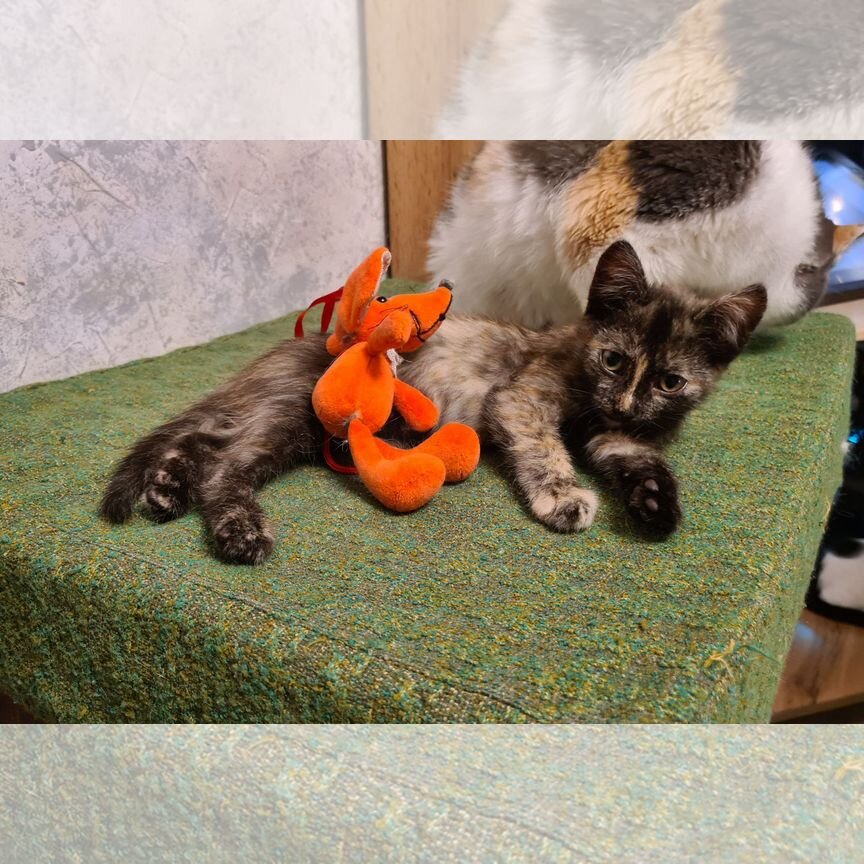 Котенок
