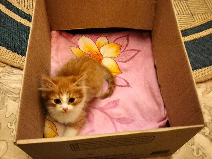 Котик в добрые руки