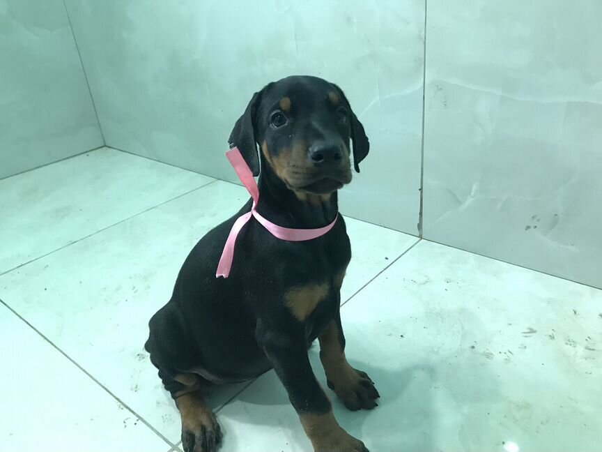 Щенки добермана