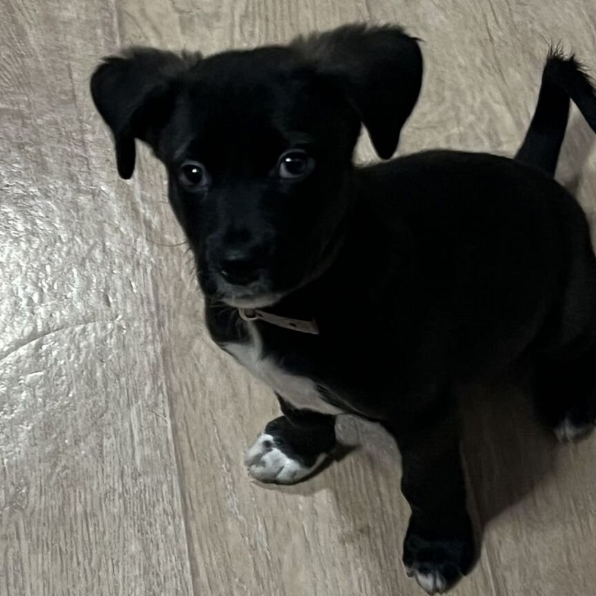 Щенок от частного владельца