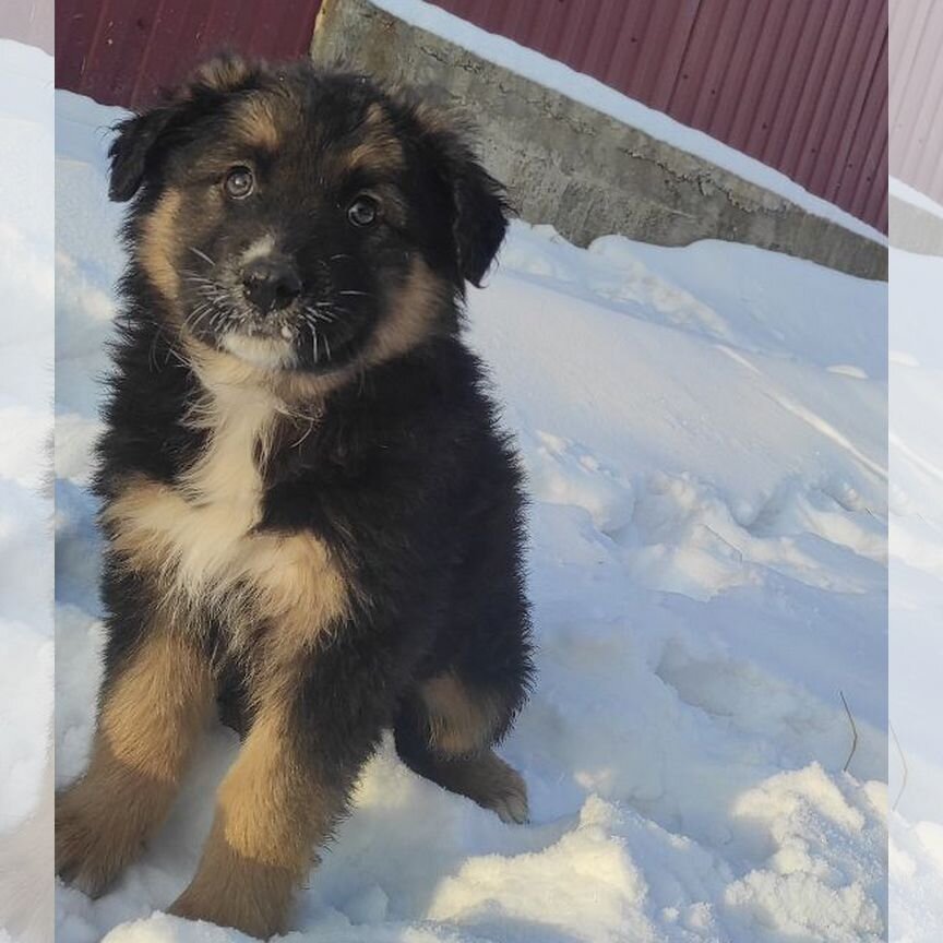 Щенок в добрые руки