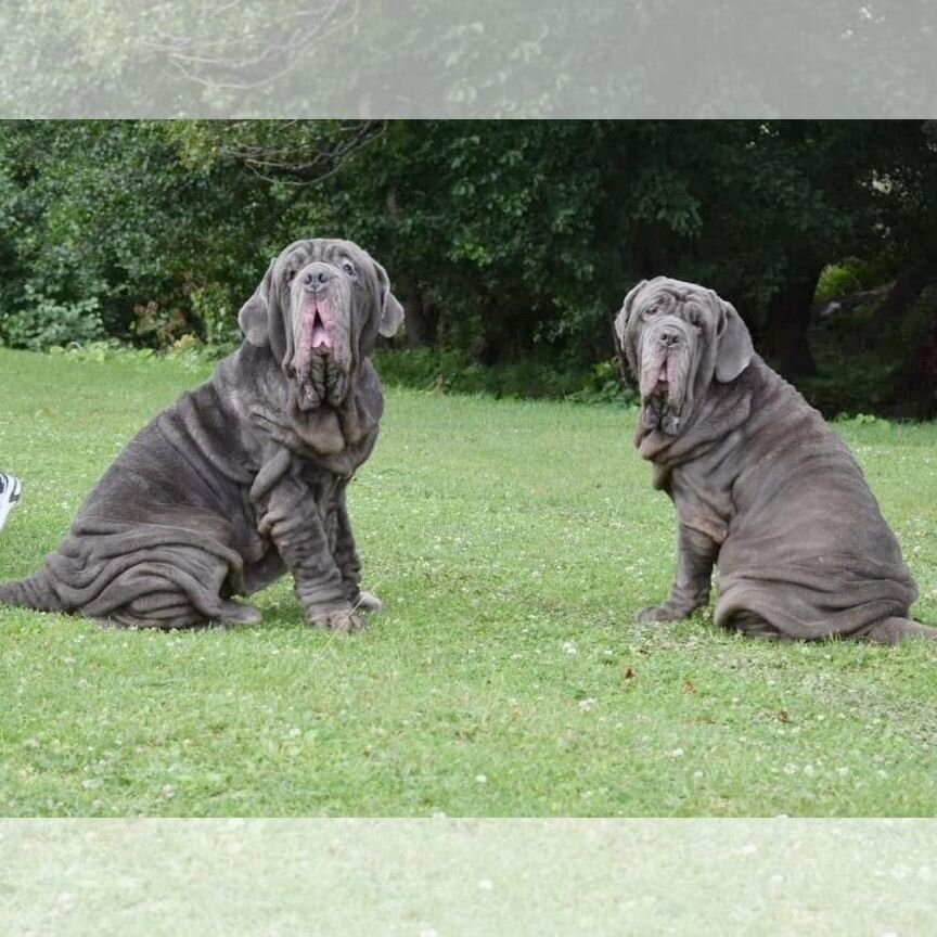 Мастино щенки