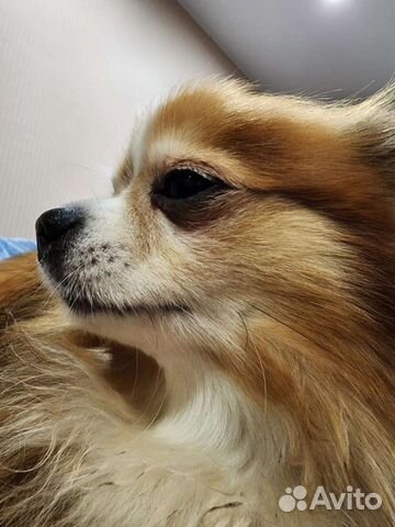 Собаки на вязку