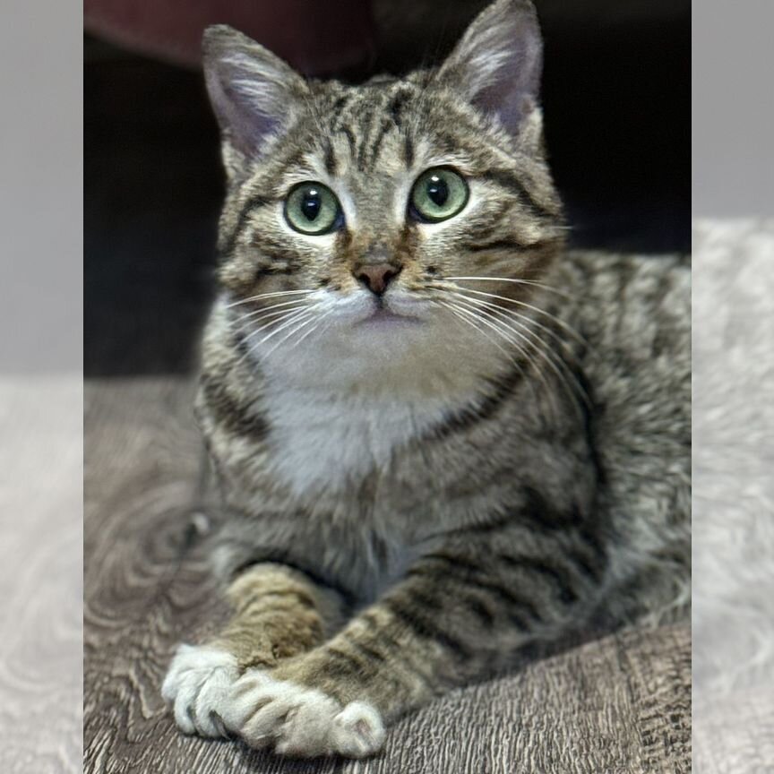 Котёнок в добрые руки