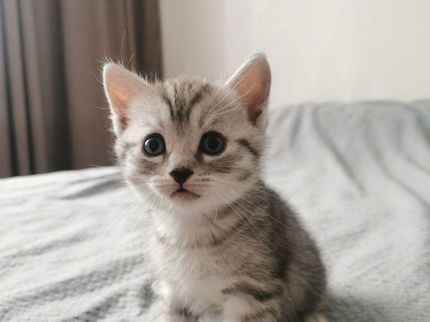 Котенок мальчик серый