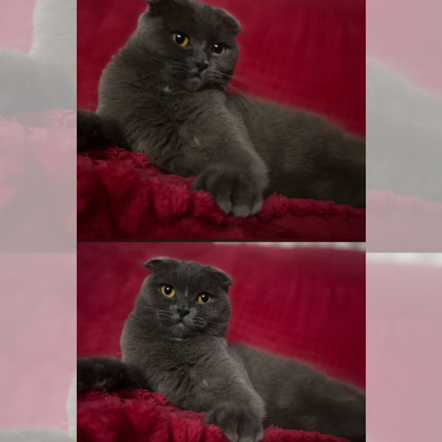 Шотландская вислоухая короткошёрстная, взрослая кошка