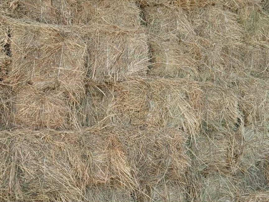 Сено в квадратных тюках 2023г