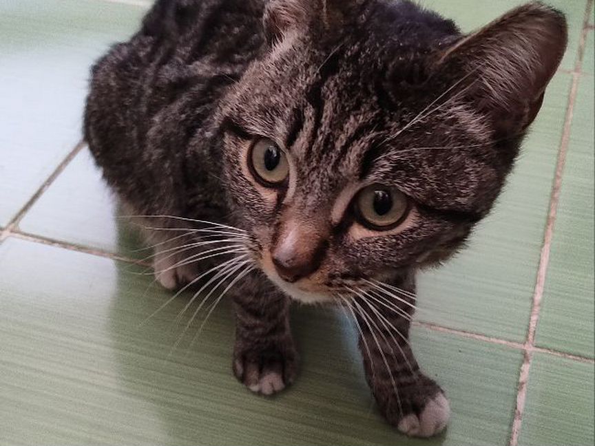 Кот