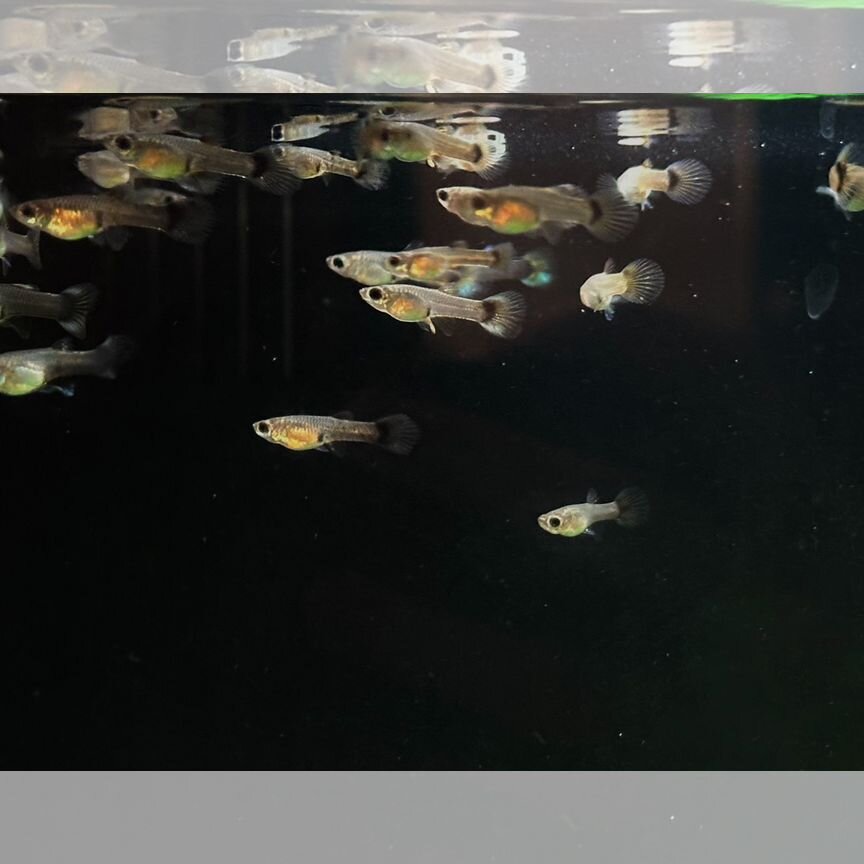 Маленькие гуппи